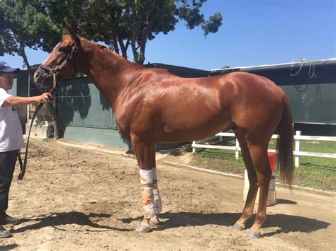 well developed eclipse thoroughbred partners