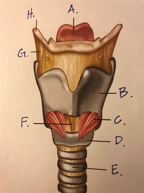 View Of Thyroid Diagram Quizlet