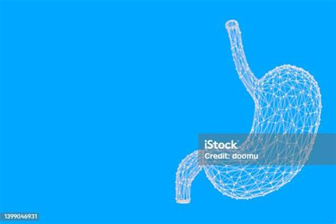 낮은 폴리 와이어 프레임 스타일 인간의 위 해부학 내부 기관 3d 렌더링 건강관리와 의술에 대한 스톡 사진 및 기타 이미지 건강관리와 의술 건강한 생활방식 과학