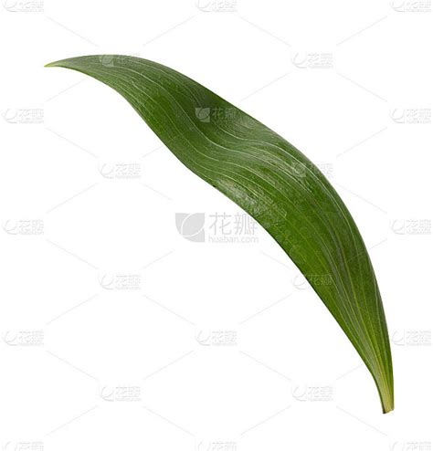 花瓣
