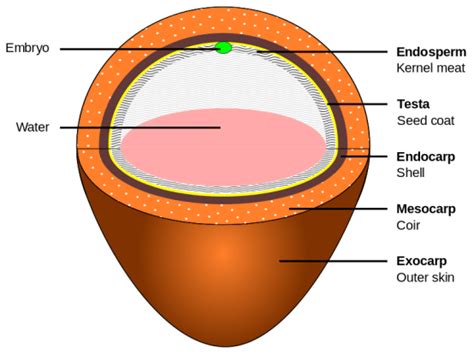 What Is The Difference Between Embryo Sac And Endosperm Compare The