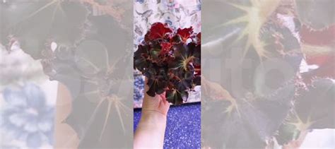 Бегонии королевские купить в Москве Товары для дома и дачи Авито