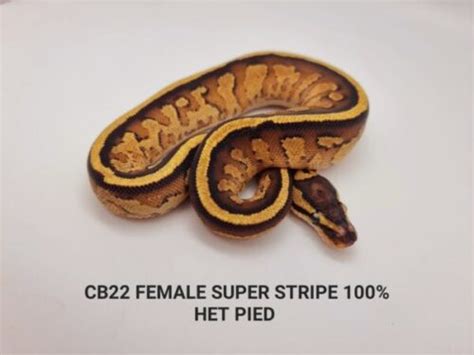 Royal Pythons Lincoln Reptiles