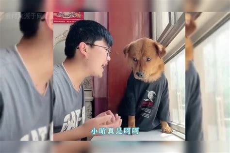 百万宠物博主《小胖科学家》人设崩塌，扎针虐狗卖惨，令人愤怒