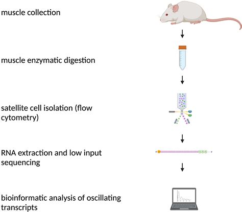 Circadian Transcriptome Processing And Analysis A Workflow For Muscle