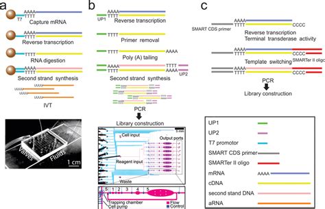 Representative Rna Seq Protocols And The Corresponding Microfluidic Download Scientific Diagram