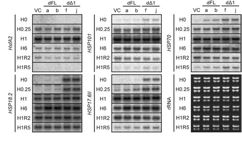 Figure 8 From The Transcriptional Cascade In The Heat Stress Response