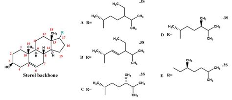 What Are Sterols Definition Structure Function Examples And Uses Boc Sciences