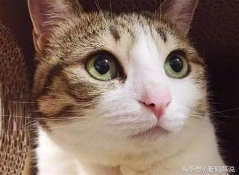 人是黃種人貓是黃種貓都是土生土養的中華田園貓 每日頭條