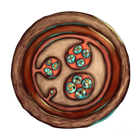 Echinococcus Granulosus Egg