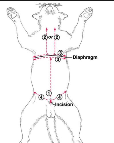 Pre Lab Cat Dissection Flashcards Quizlet