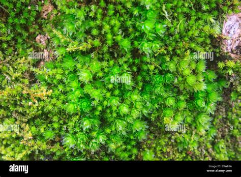 The Texture Of Tree Bark With Moss Stock Photo Alamy