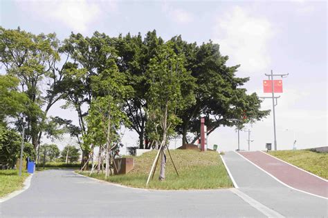 漫步佛山伦教“百里芳华”，领略水乡别样美