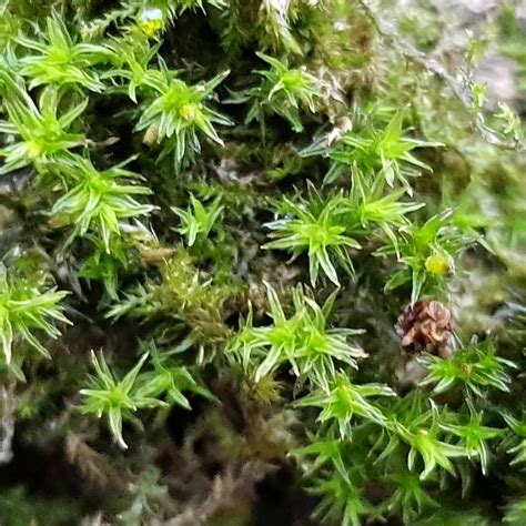 Моховые мини деревья на стволе Разное Дерево Мини