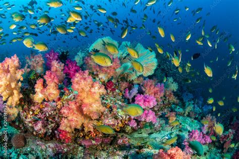 Healthy Colorful Coral Reef