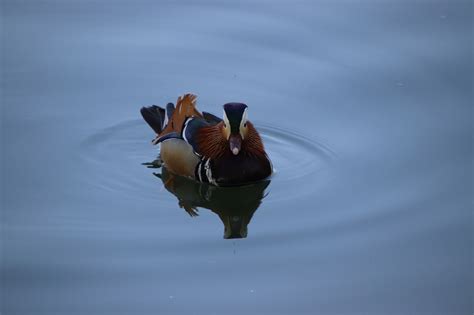 새 오리 조류학 Pixabay의 무료 사진 Pixabay