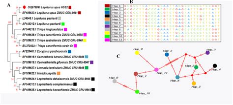 A Phylogenetic Tree Was Constructed Using Mega 11 Software