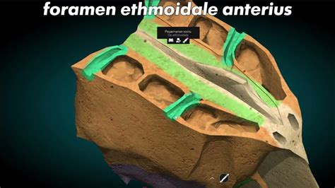 Будова решітчастої кістки Youtube