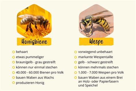 Der Unterschied Zwischen Biene Und Wespe Wachs HÖdl