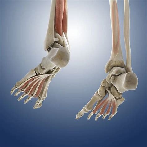 Foot Muscles Artwork C013 4483 Our Beautiful Wall Art And Photo