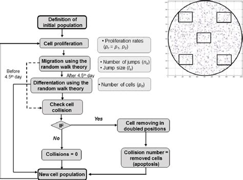 Numerical Implementation Of The Algorithm Proposed And The Circular