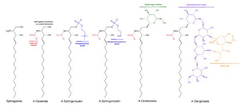 Sphingolipid Structure