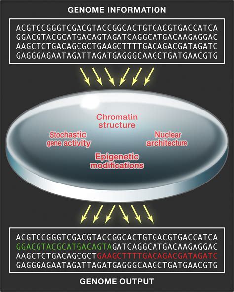 The Cell Biology Of Genomes Bringing The Double Helix To Life Cell