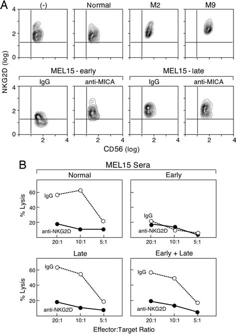 Therapy Induced Anti Mica Antibodies Antagonized Smica Suppression Of