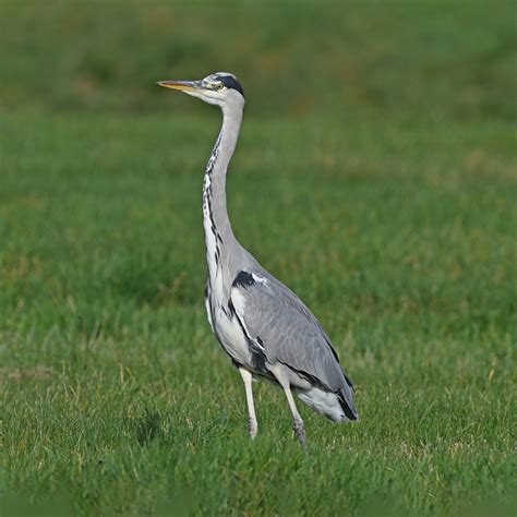 Gray Heron Bird