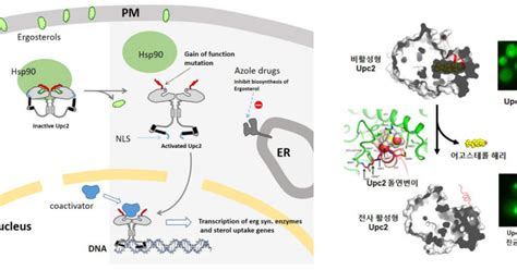 임영준 전남대 교수팀 면역저하 진균 감염치료 신약개발 방향 제시