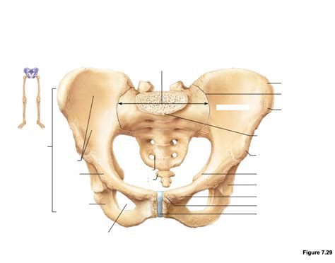 Pelvic Bone Diagram — Printable Worksheet