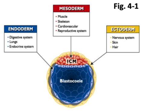 Exam 2 Review Flashcards Quizlet