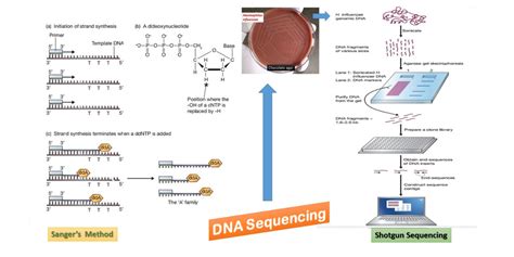 DNA Sequencing A Comprehensive Exploration Of DNA Sequencing 2024 FullSci
