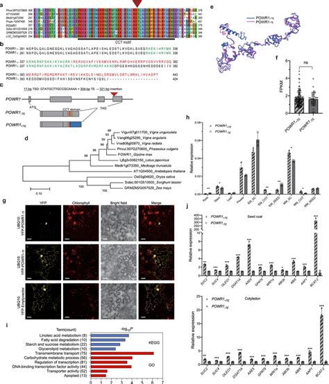 Gene Structure Subcellular Localization And Expression Of Powr1 A
