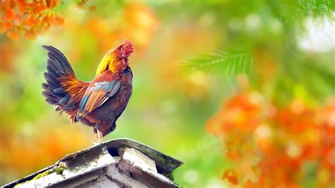 Rooster Theme For Windows 10 And 11