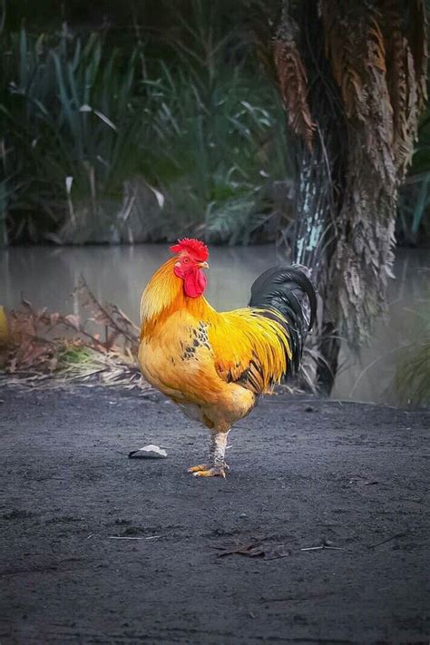 Pin By Linda Robertson On Birds Love Background Images Beautiful Birds Amazing Nature