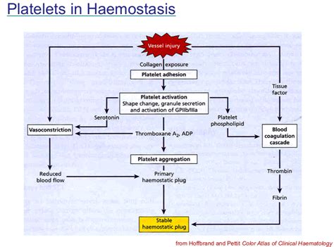 Platelets Function Quizlet At Lynn Walker Blog