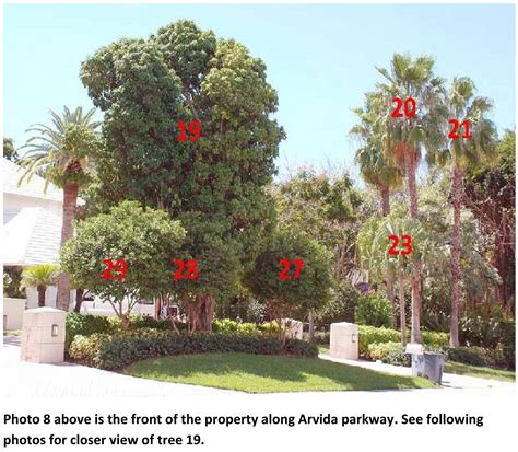 Tree Dispositionmitigation Lewis Aqui Landscape Architect