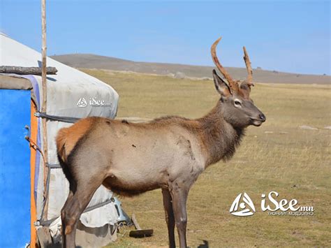 Борхүү нэртэй бугийг өнөөдөр Богдхан ууланд нутагшуулна Isee Mn