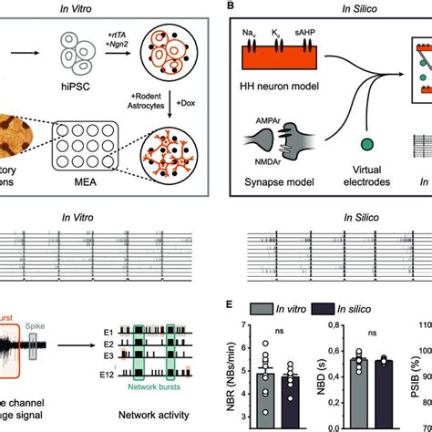 The In Silico Model Resembles The Network Phenotype Of Hipsc Derived