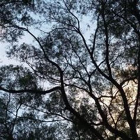 Fluorescence Quantification With Imagej Researchgate