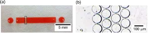 Fabricated Microfluidic Device A Top View Of The Fabricated