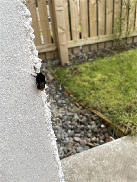 Help With Bumble Bee Identification Perth Scotland Rbees