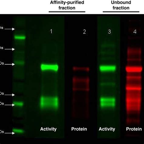 Overview Of Activity Based Protein Profiling Download Scientific Diagram