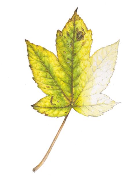 Variegation Patterns On Leaves Artists Blogs Medical