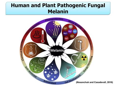 Functions Of Fungal Melanin Beyond Virulence Pptx