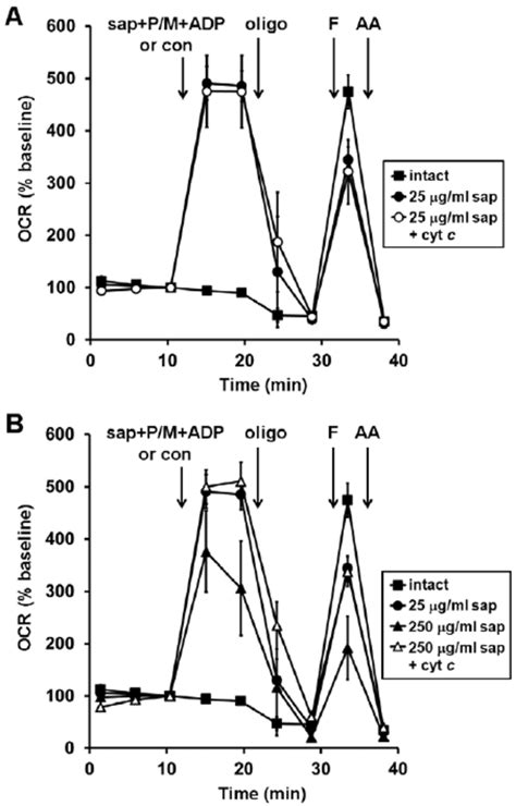 Optimized Plasma Membrane Permeabilization By Saponin Does Not