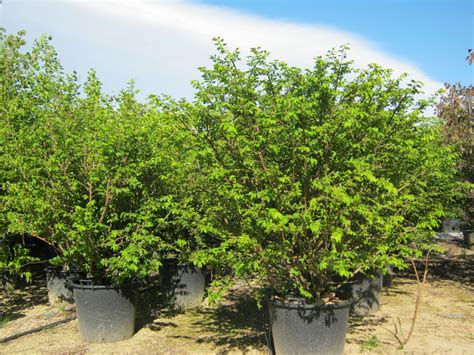 Euonymus Alatus Gorini Piante