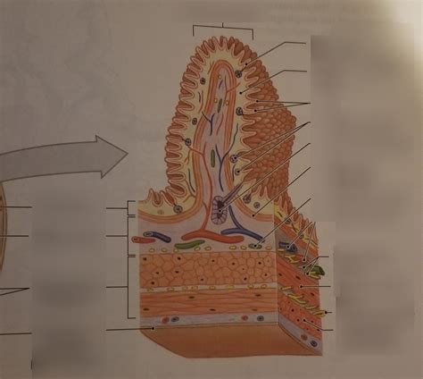 Bio 2870 Lab Intestinal Wall Diagram Quizlet