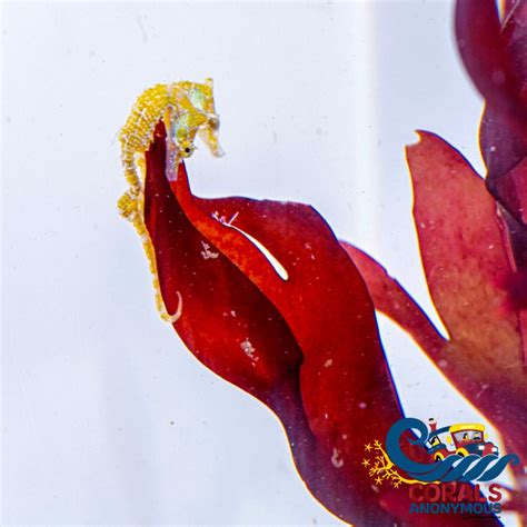 Red Plastic Macroalgae Corals Anonymous